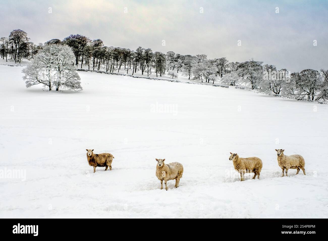 Sheep field snow hi-res stock photography and images - Alamy
