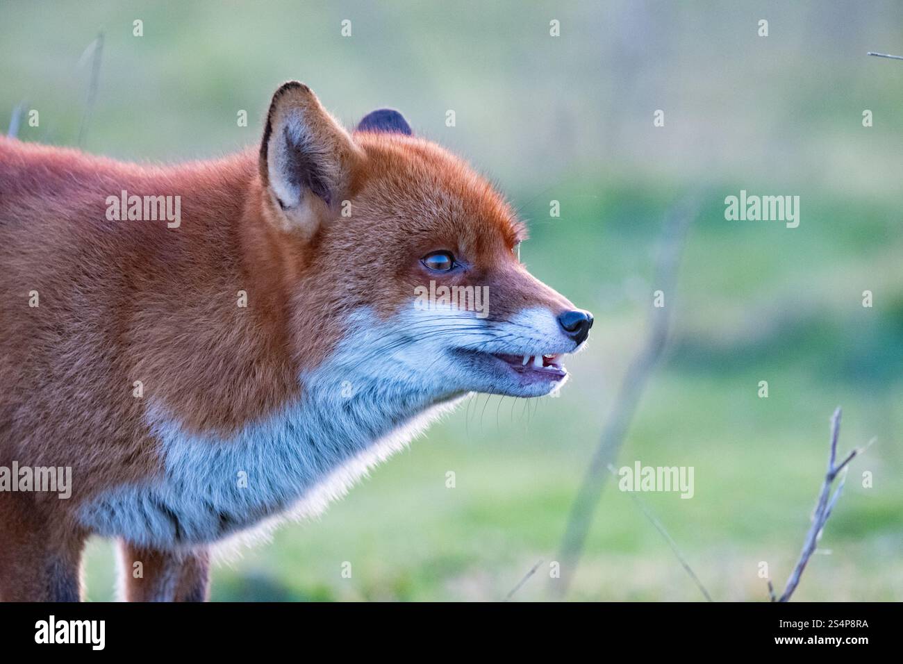 single red fox in farmland Stock Photo - Alamy