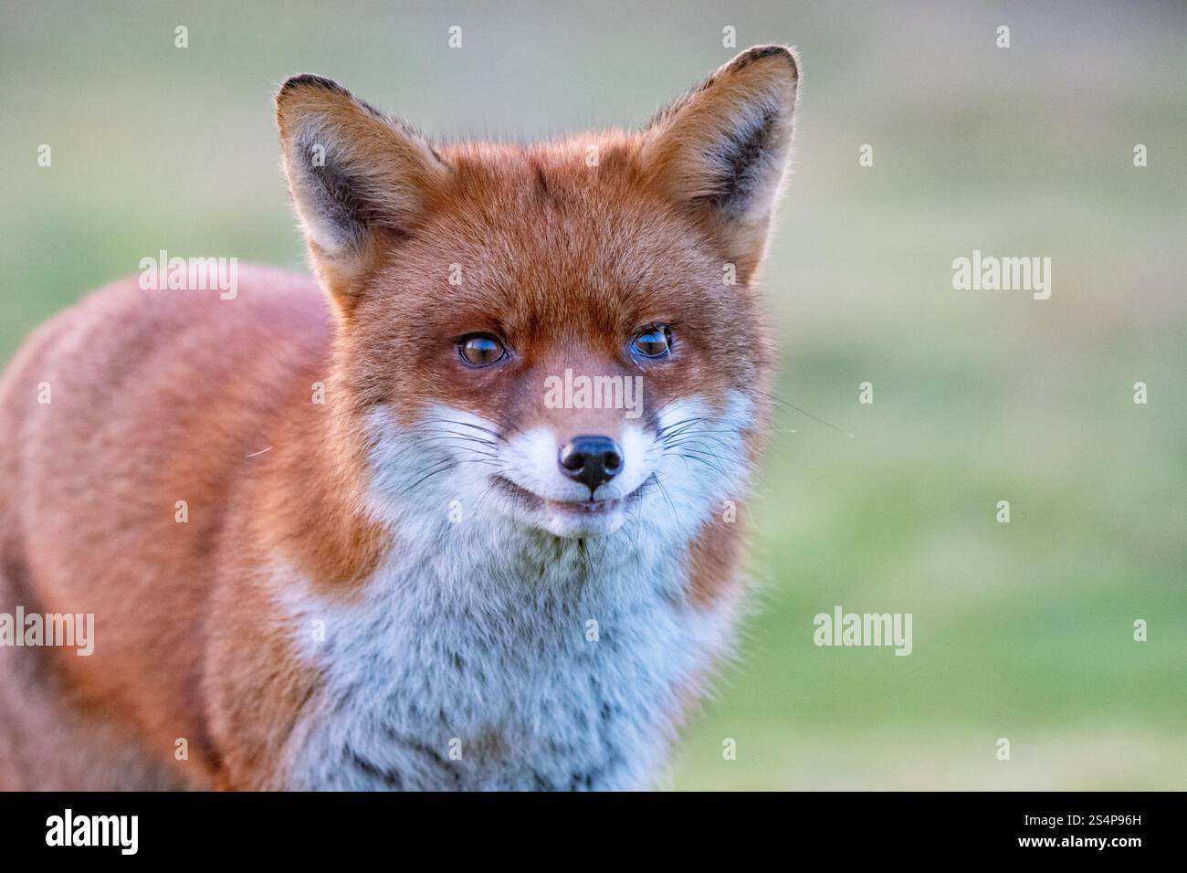 single red fox in farmland Stock Photo - Alamy