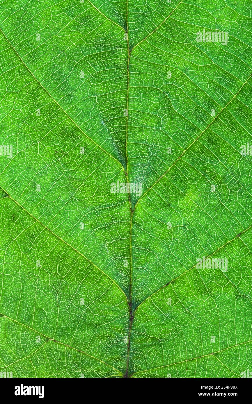 macro view of hazel green leaf Stock Photo - Alamy