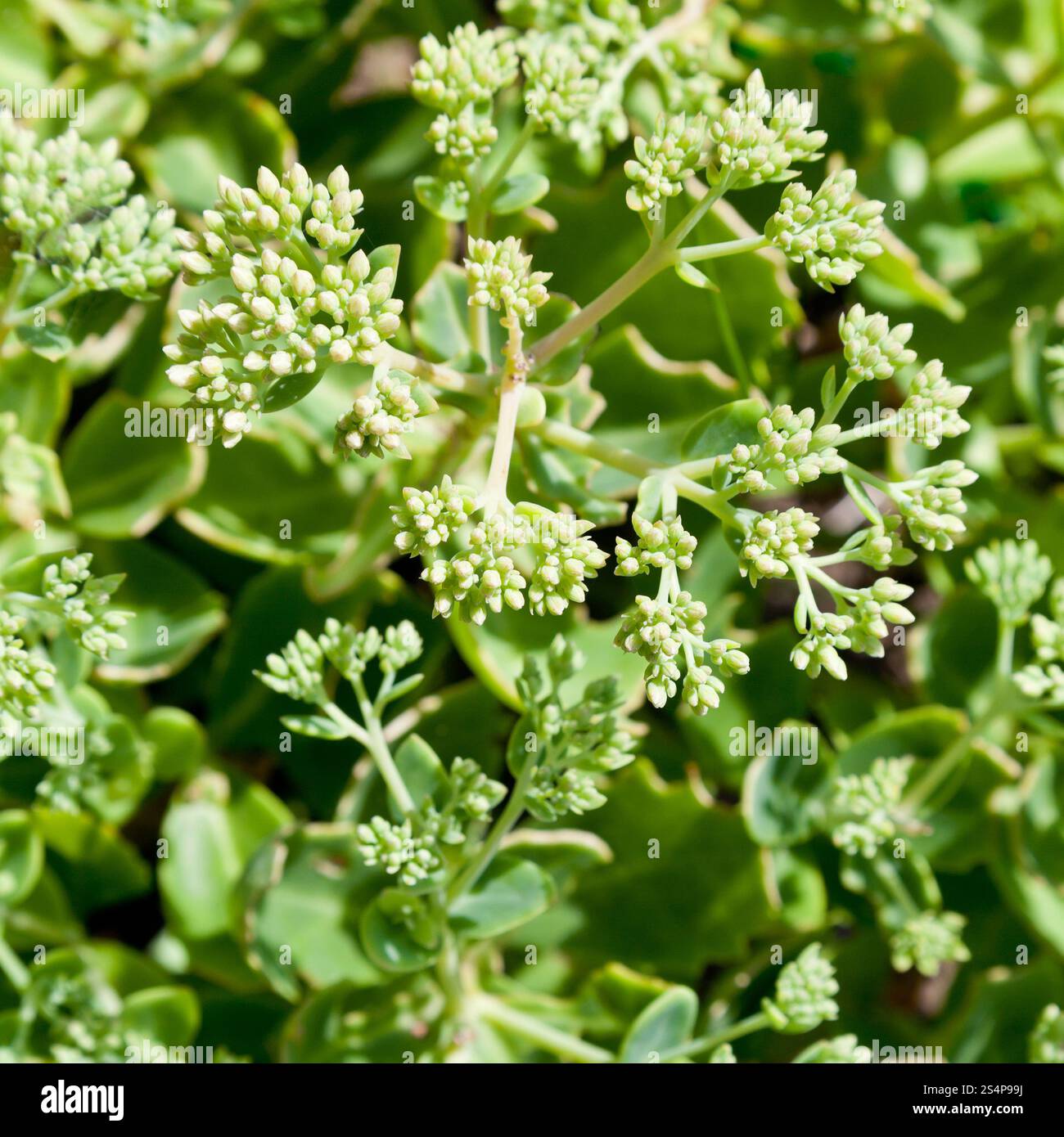 green twigs of sedum plant close up Stock Photo - Alamy