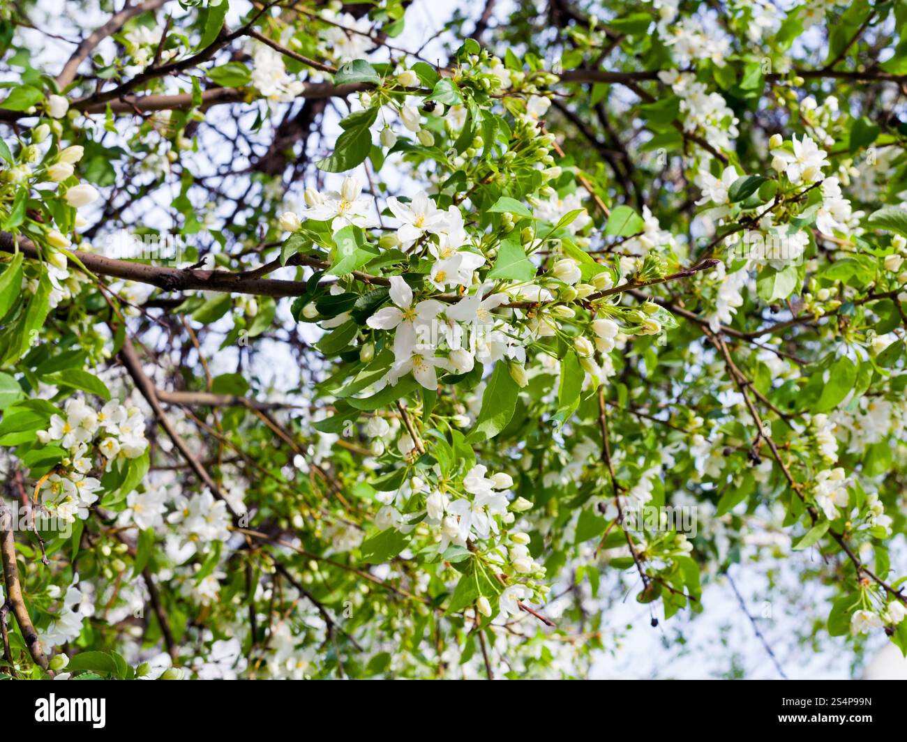 branches of apple blossoms tree in spring day Stock Photo - Alamy