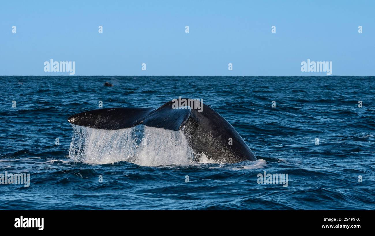 Sohutern right whale tail lobtailing, endangered species, Patagonia ...