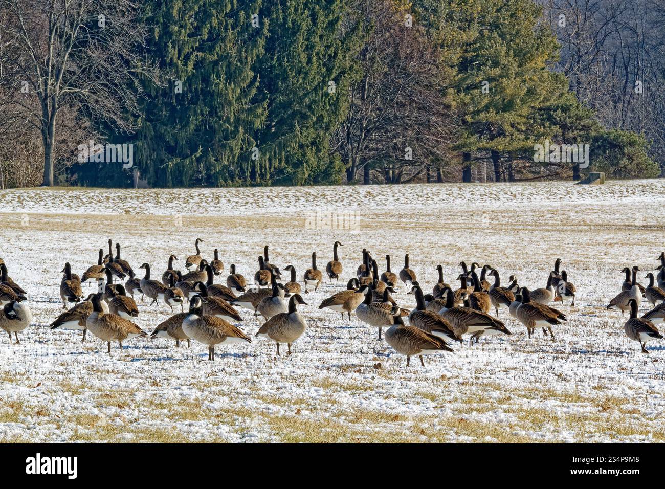 Canada Geese, snow, wildlife, birds, scene, Branta canadensis, musical ...