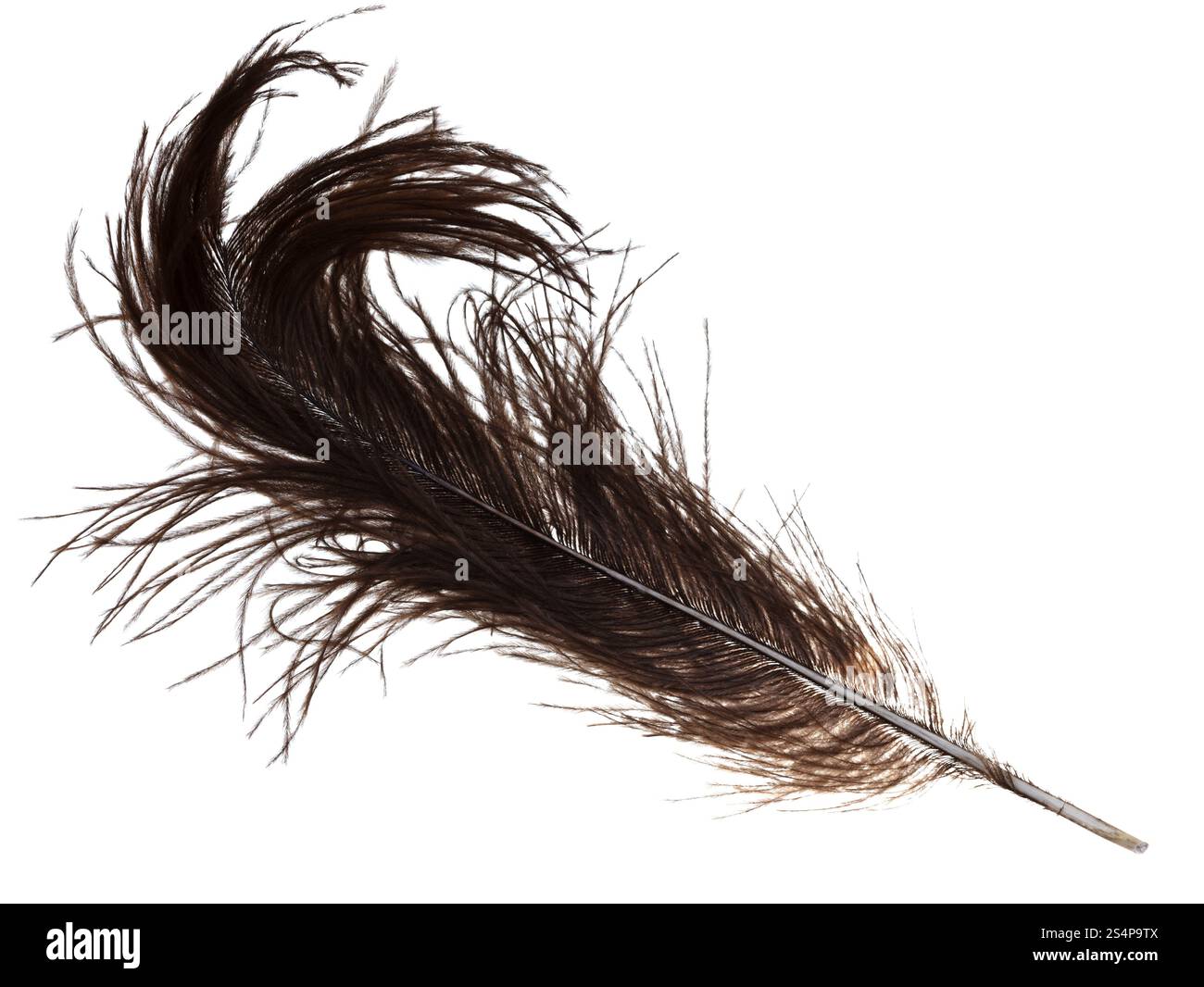 Close up old bird Cut Out Stock Images & Pictures - Alamy