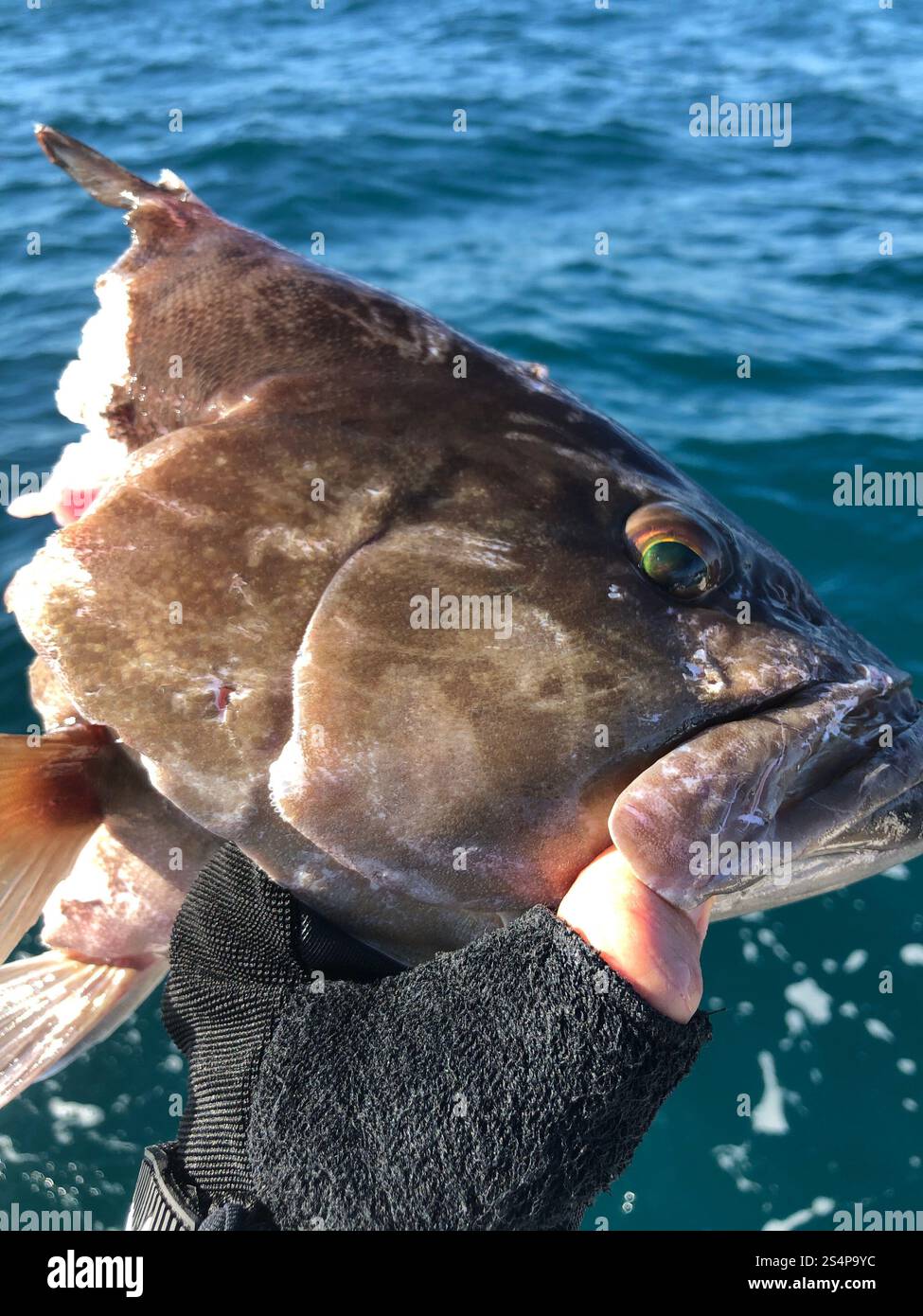 Gag grouper fishing hi-res stock photography and images - Alamy