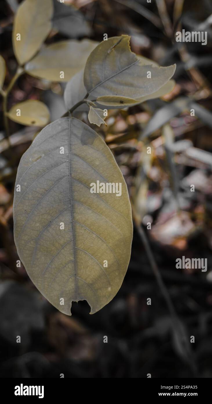 A close-up of a single leaf with a unique texture, showing a partially ...
