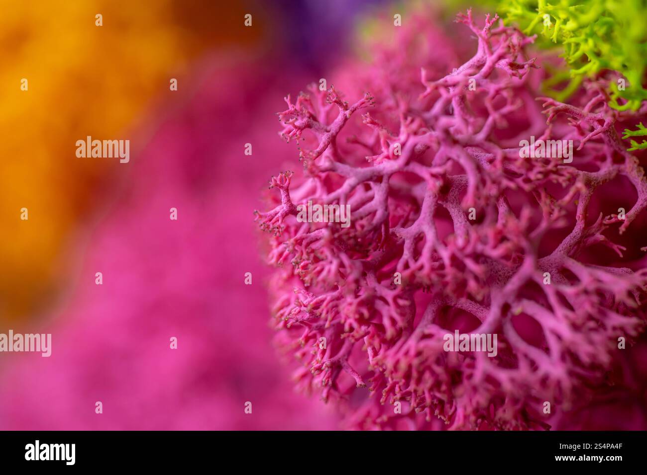 colorful scandinavian moss close-up macro view Stock Photo - Alamy