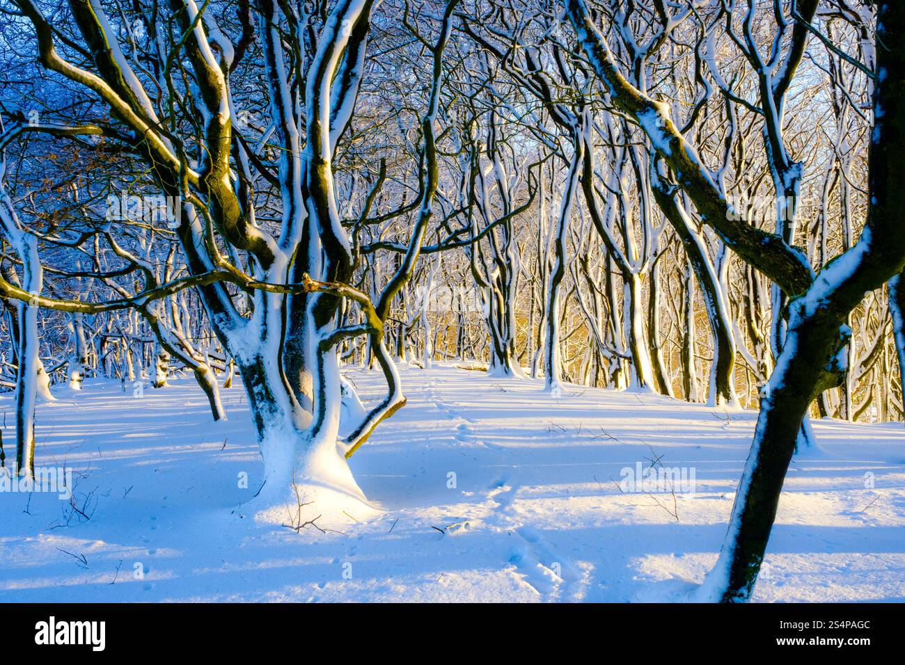 Golden winter sunlight in a snowy Peak District woodland Stock Photo ...