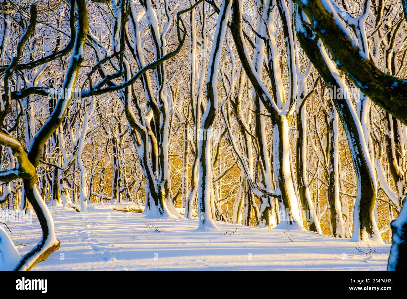 Golden winter sunlight in a snowy Peak District woodland Stock Photo ...