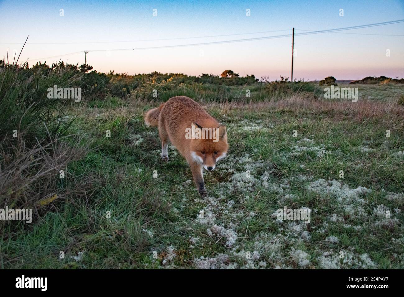 single red fox in farmland Stock Photo - Alamy