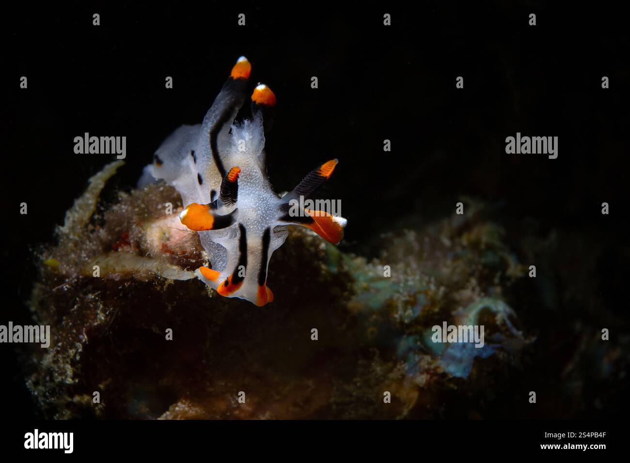 Nudibranchs Thecacera picta. Photo was taken in the island Romblon, Philippines Stock Photo - Alamy