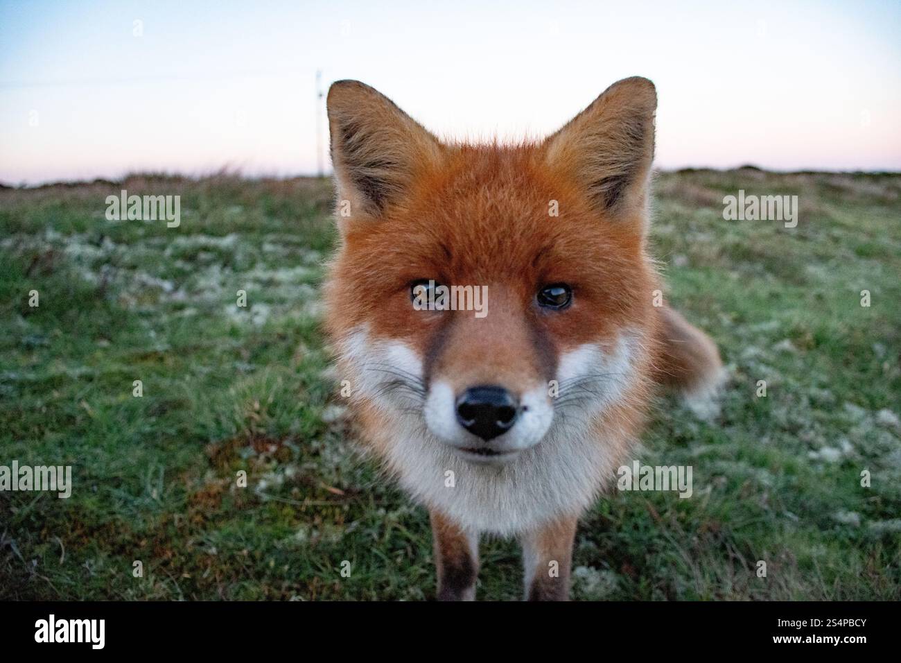 single red fox in farmland Stock Photo - Alamy
