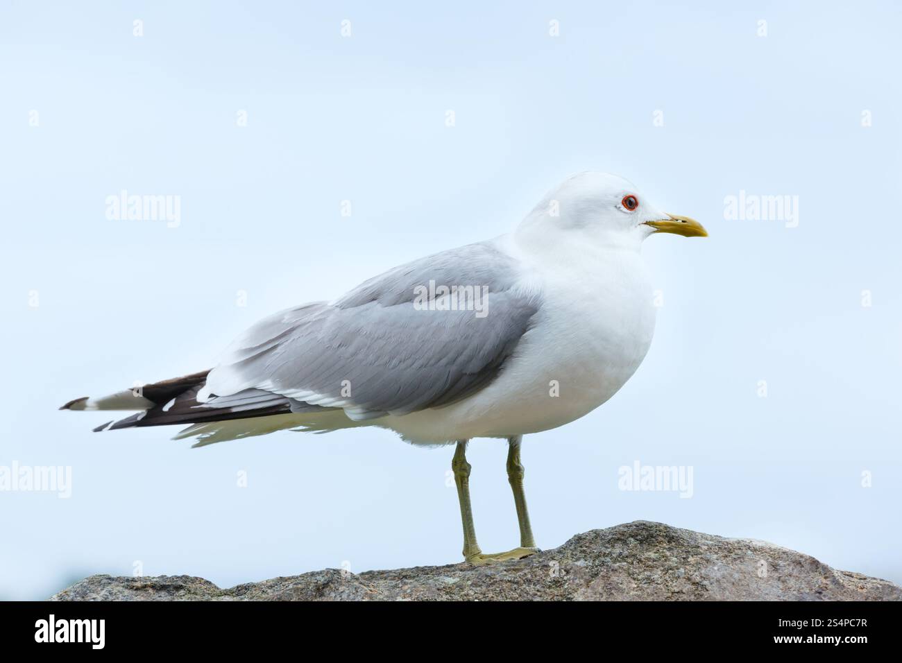 Sea stone on white hi-res stock photography and images - Alamy