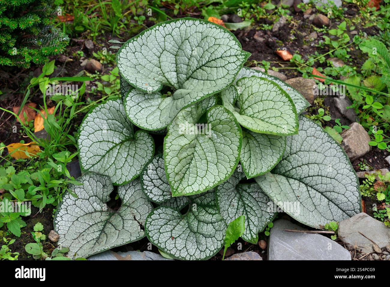 Ornamental plant Brunnera macrophylla variety Silver Heart for garden ...
