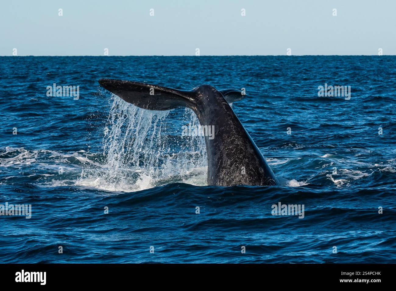 Sohutern right whale tail lobtailing, endangered species, Patagonia ...