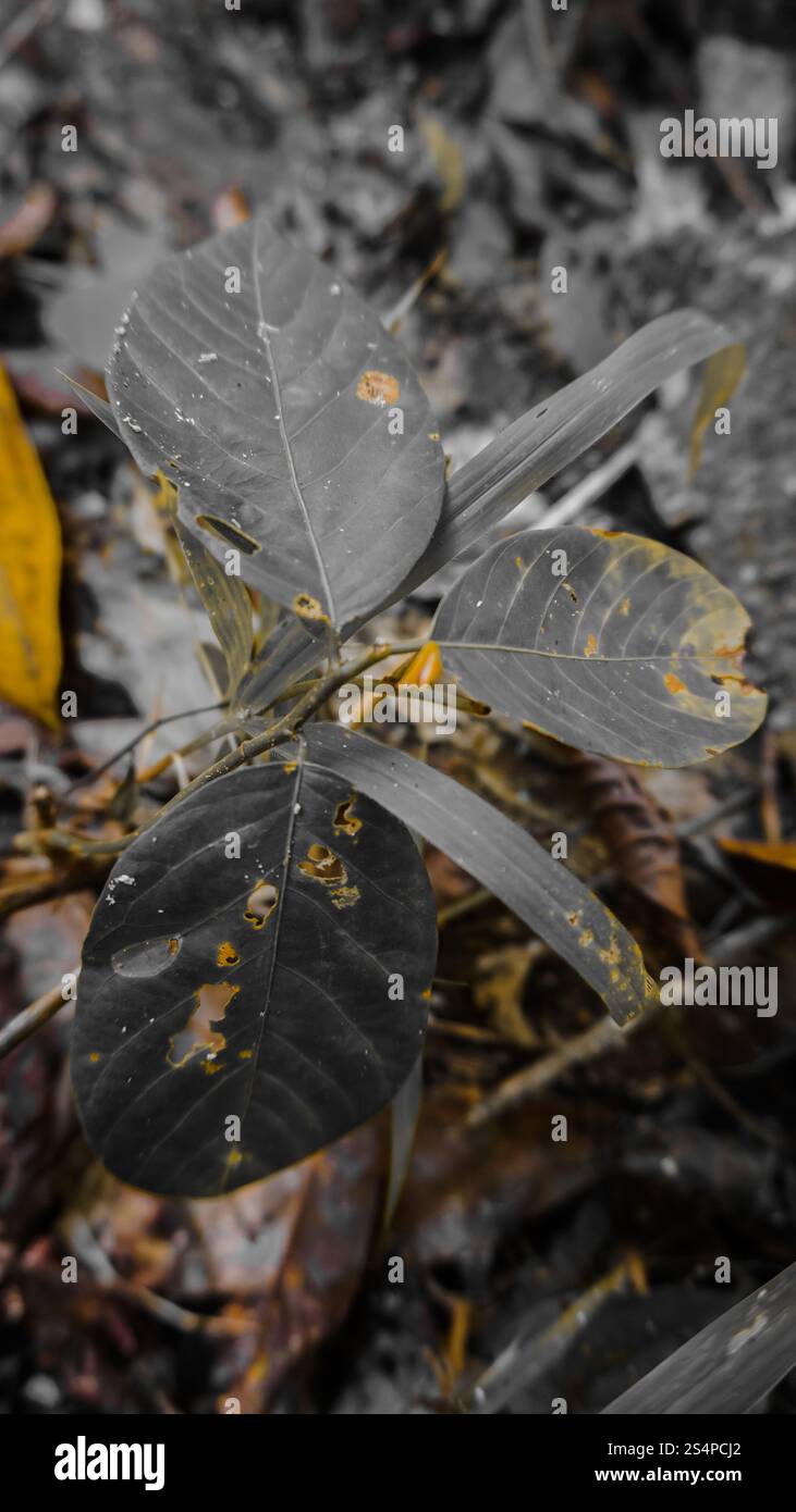 Close-up of a plant with large leaves showing signs of decay and ...