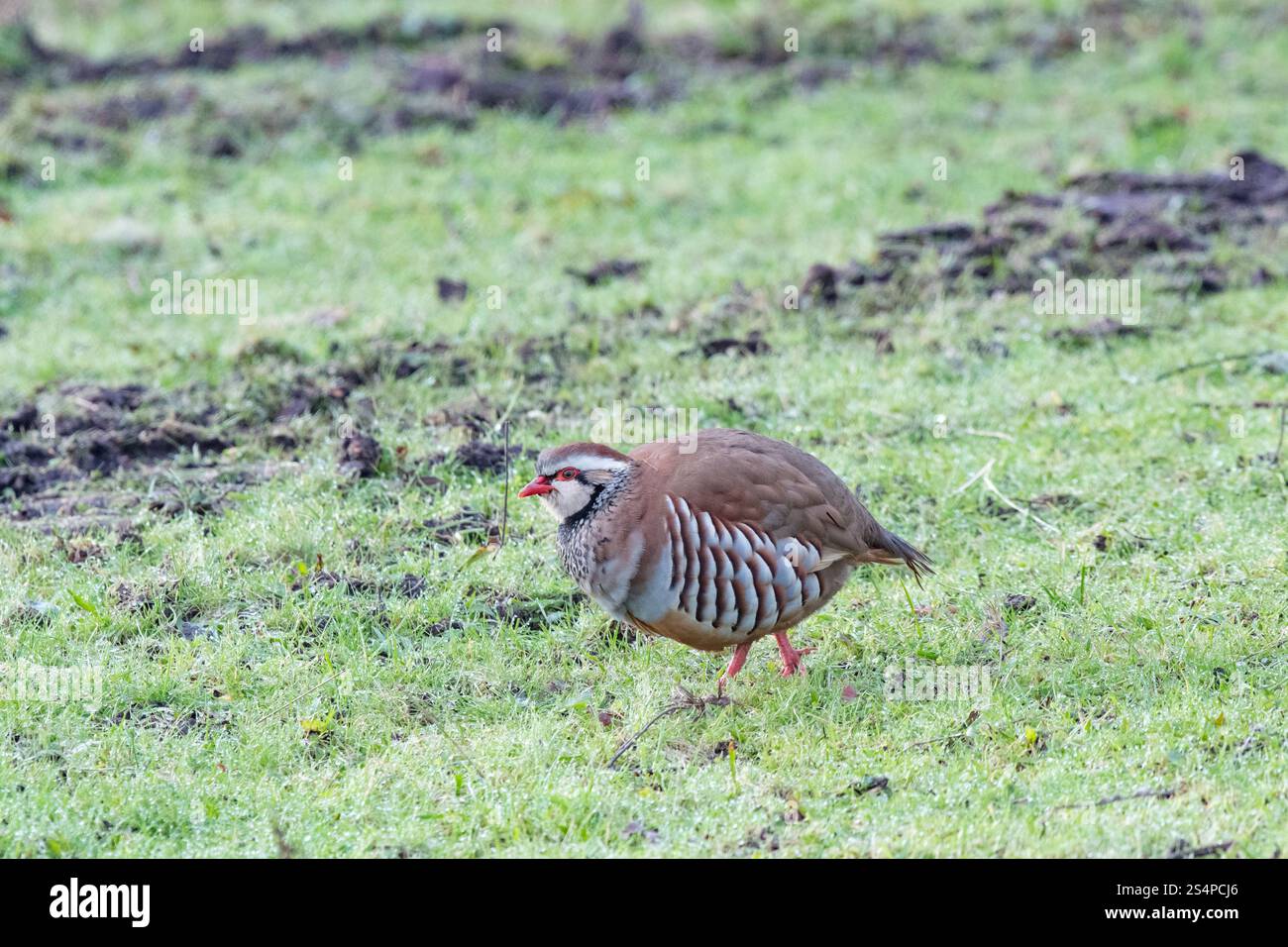 red legged partridge (Alectoris rufa) feeding on the grass Stock Photo ...