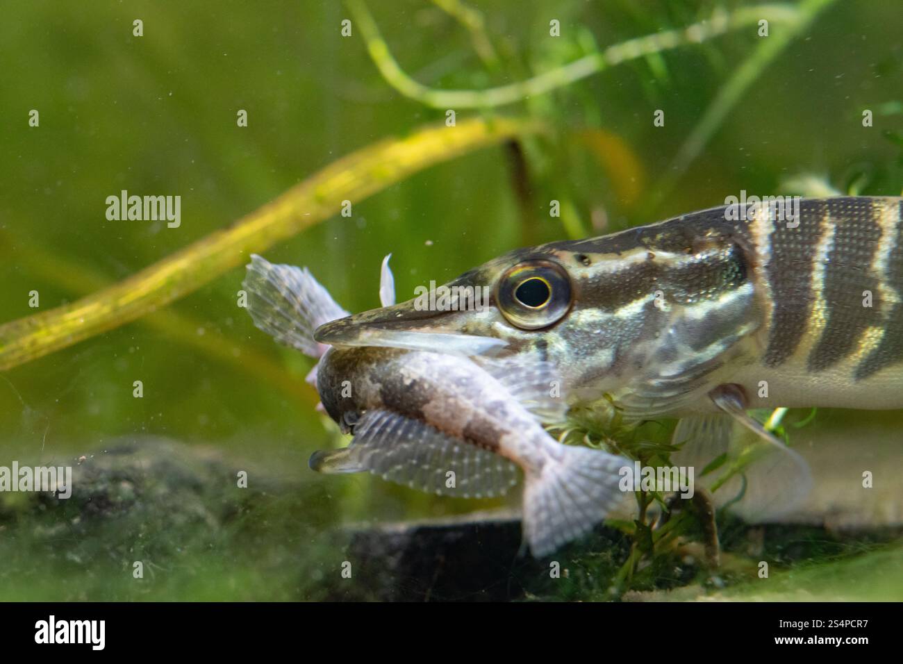 Pike eating a bullhead fish Stock Photo - Alamy