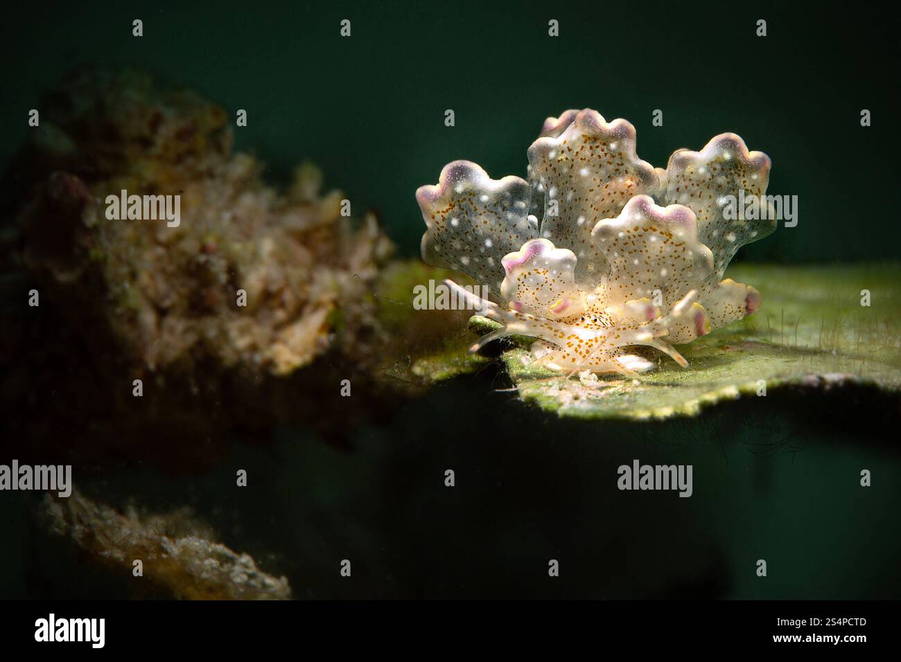 Nudibranch Cyerce bourbonica. Photo was taken in the island Romblon ...