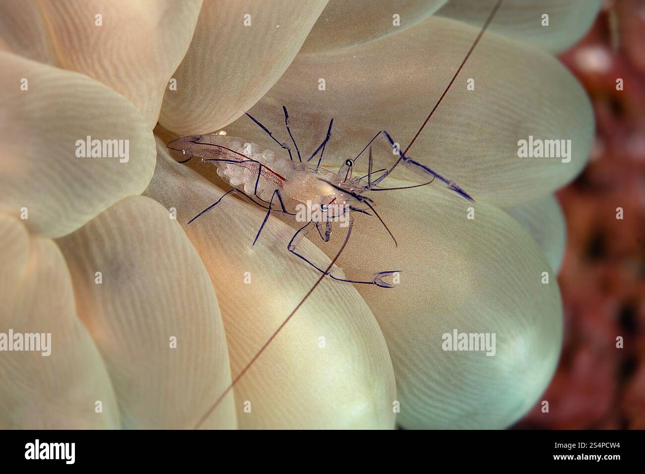 Bubble Coral Shrimp (Vir philippinensis) with eggs. Photo was taken in ...