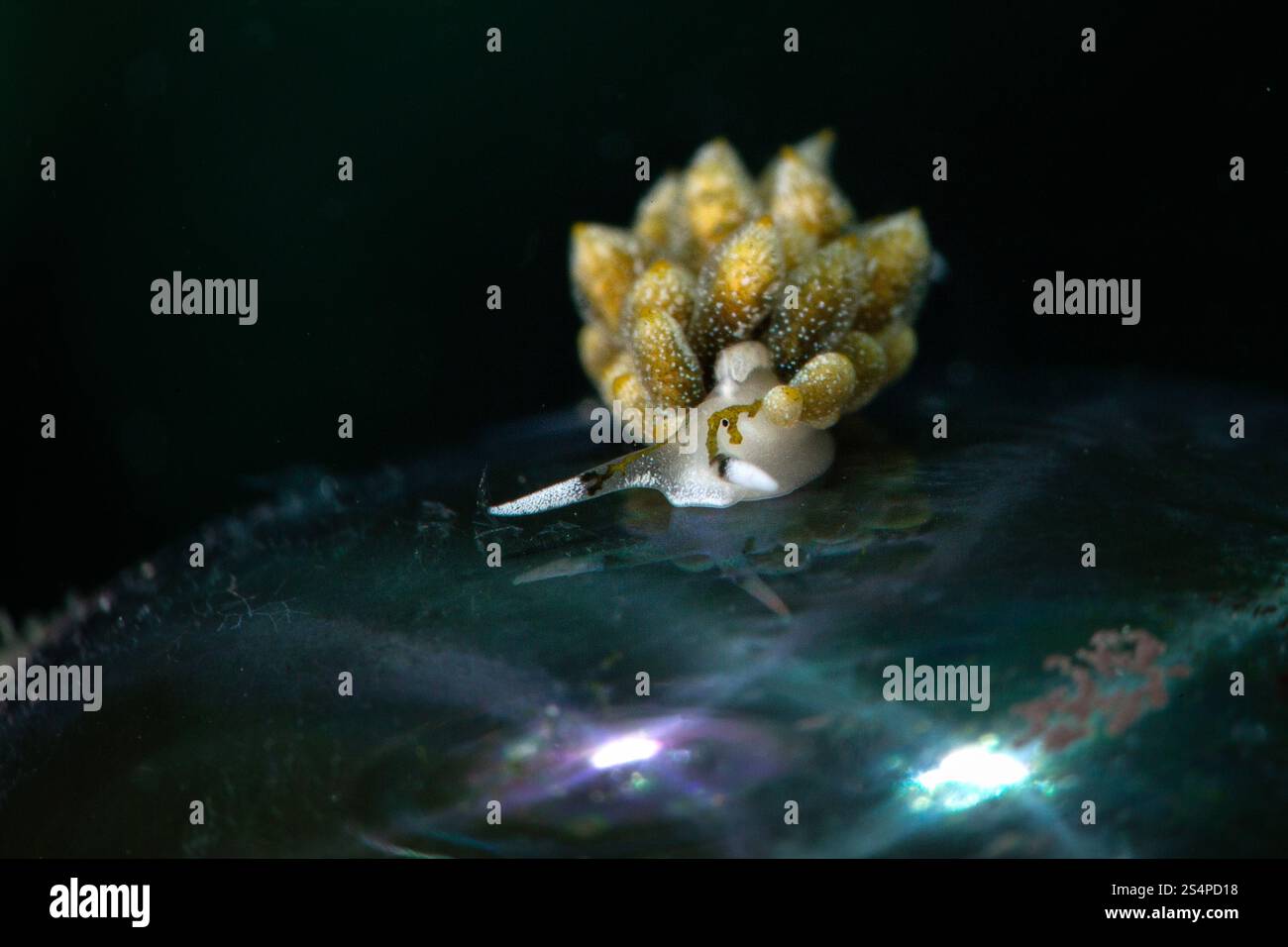 Ercolania sp. - small sacoglossan sea slug, shell-less marine ...