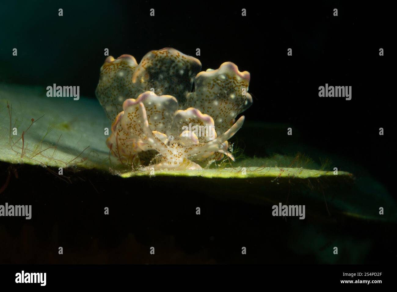 Nudibranch Cyerce bourbonica. Photo was taken in the island Romblon ...