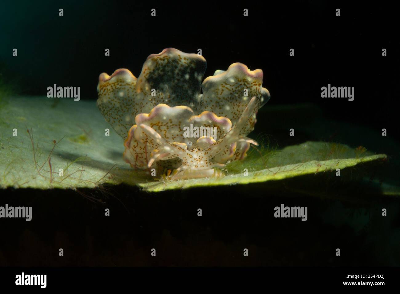 Nudibranch Cyerce bourbonica. Photo was taken in the island Romblon ...