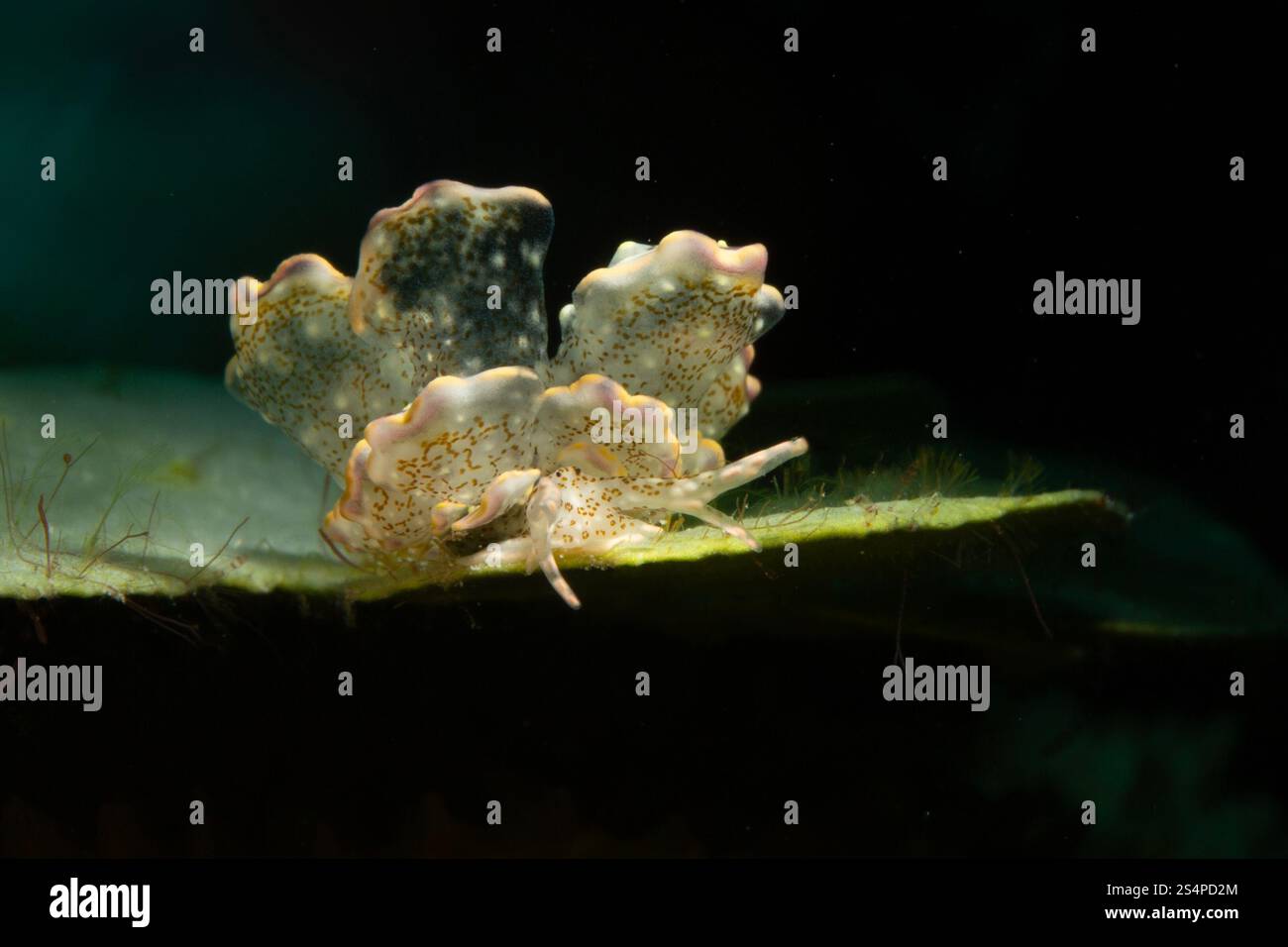Nudibranch Cyerce bourbonica. Photo was taken in the island Romblon ...