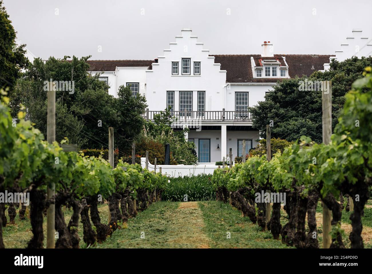 Small vineyard, backyard of home winery, two rows of grape vines and ...