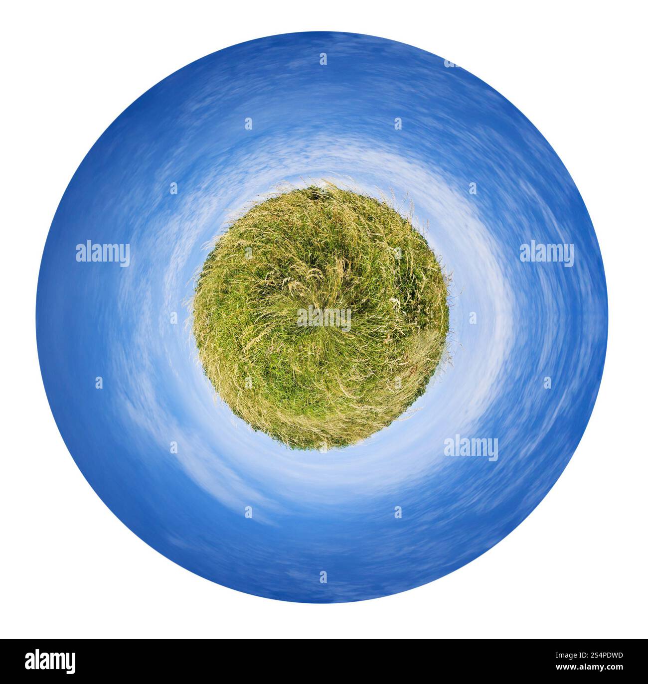 little planet - spherical planet with summer spikelet grass field ...