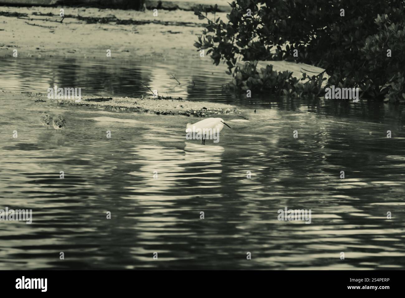 A beautifully captured monochrome photograph of a white seabird fishing ...