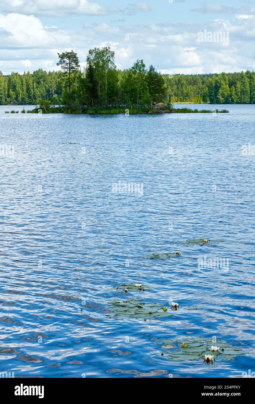 Lake Rutajarvi summer view with forest on the edge and water lily ...