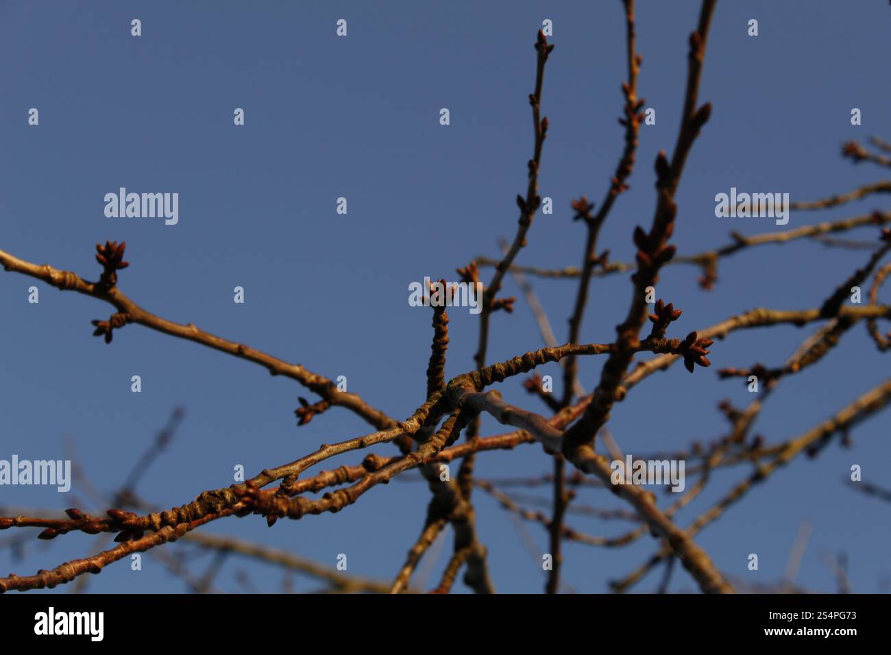 Fresh awakening hi-res stock photography and images - Alamy