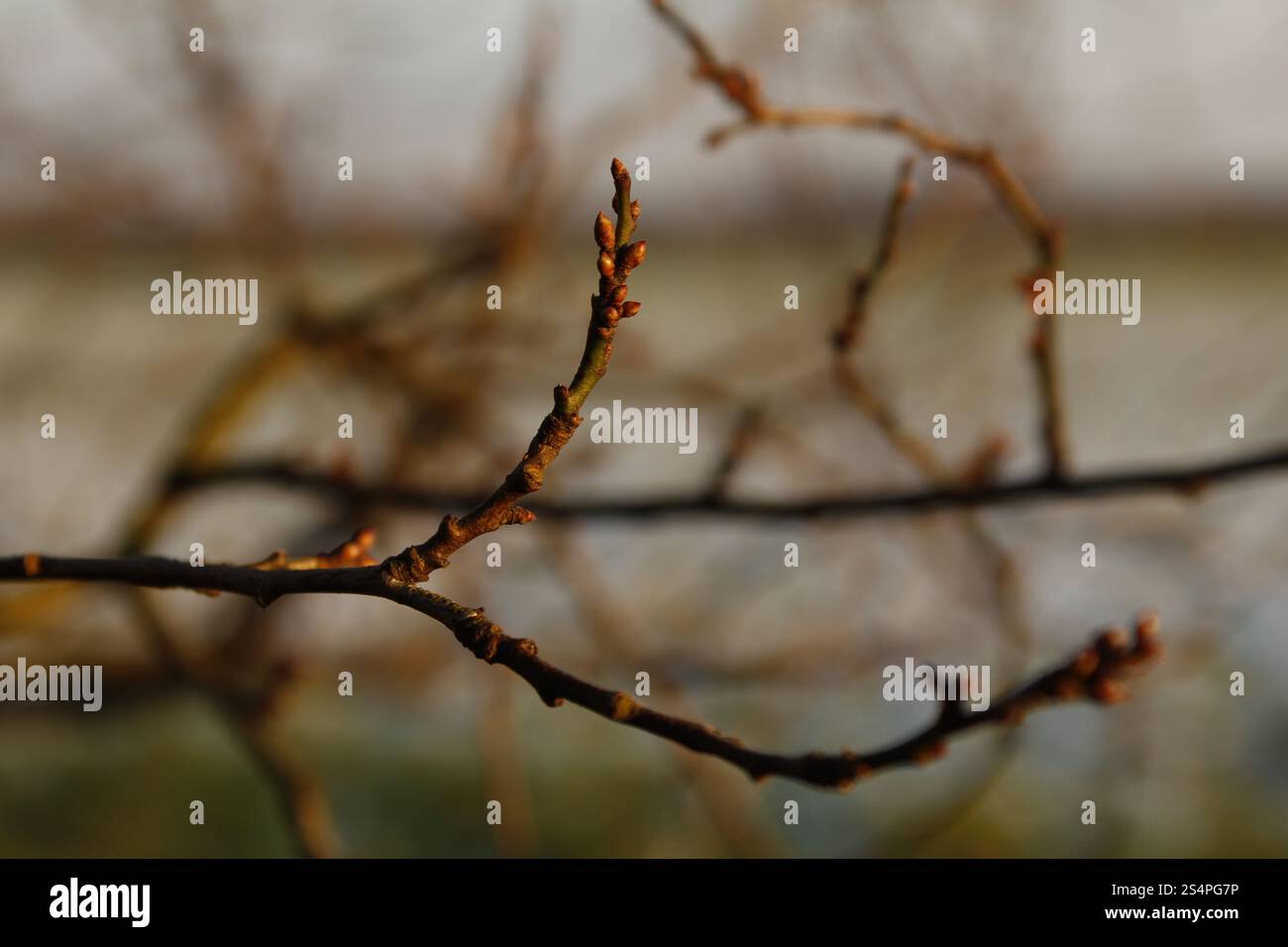 Budding spring leaves hi-res stock photography and images - Alamy