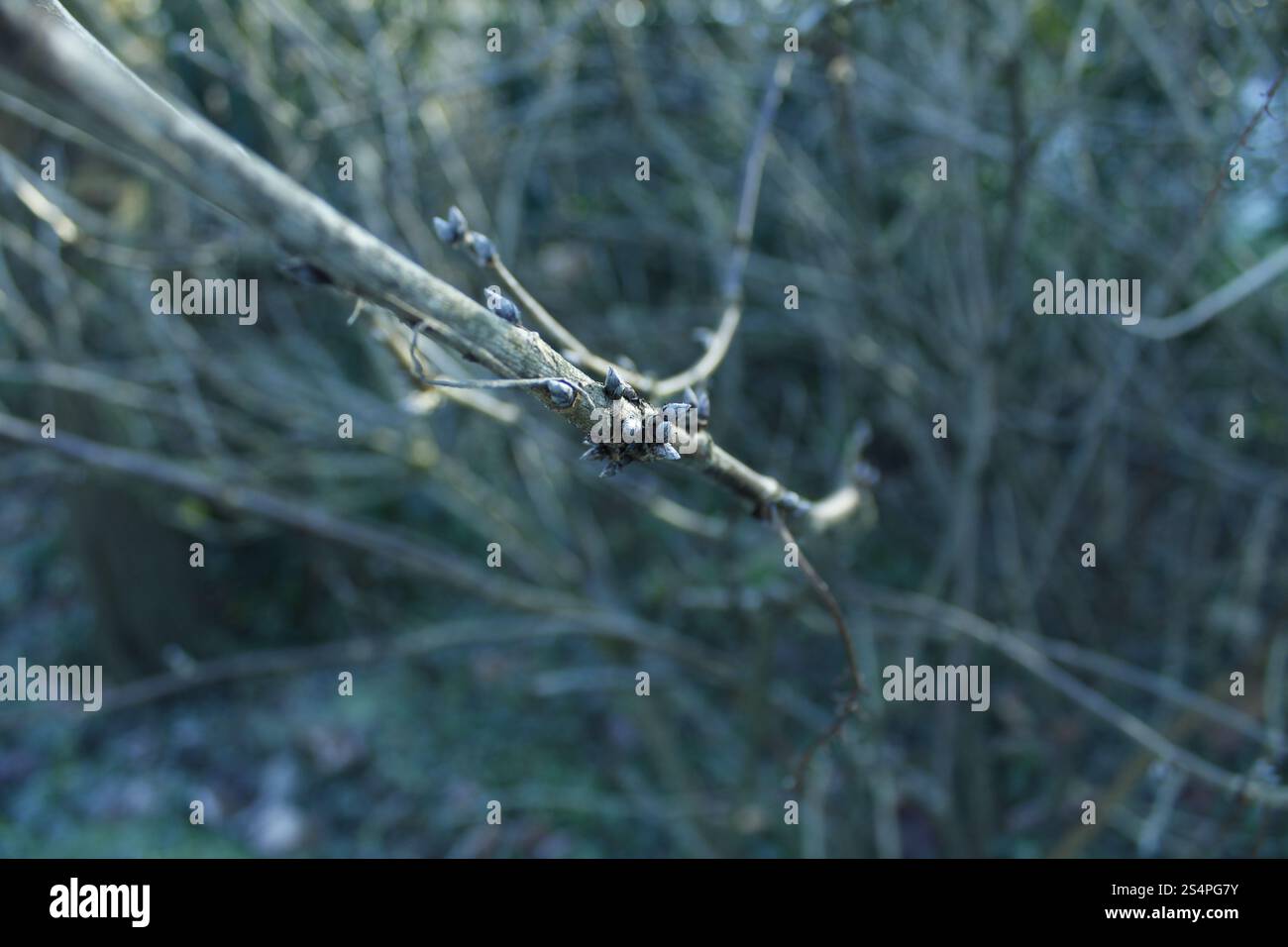 Buds Embracing the Cold Stock Photo - Alamy