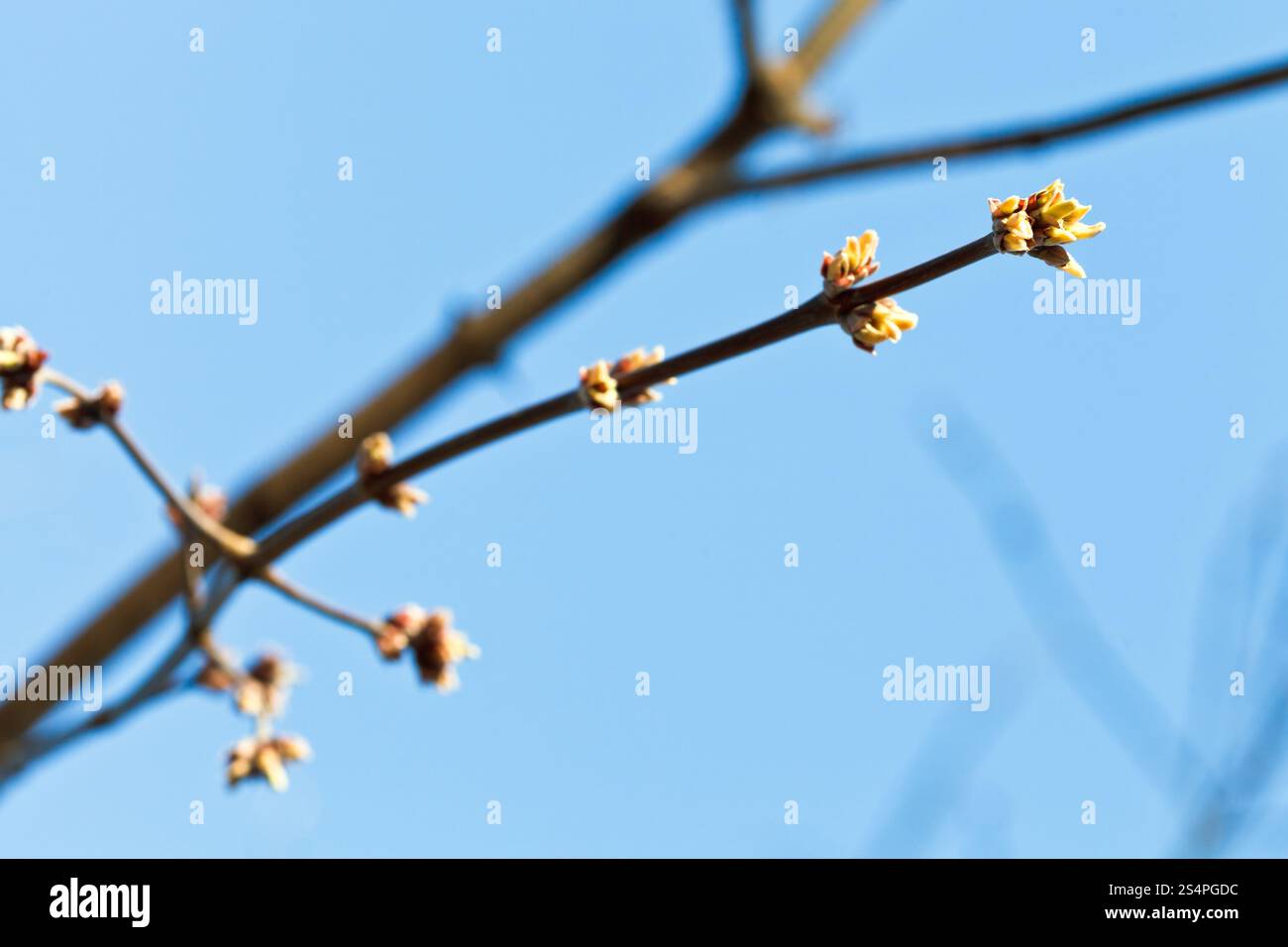 green buds on apple tree twig with blue sky background in spring Stock ...