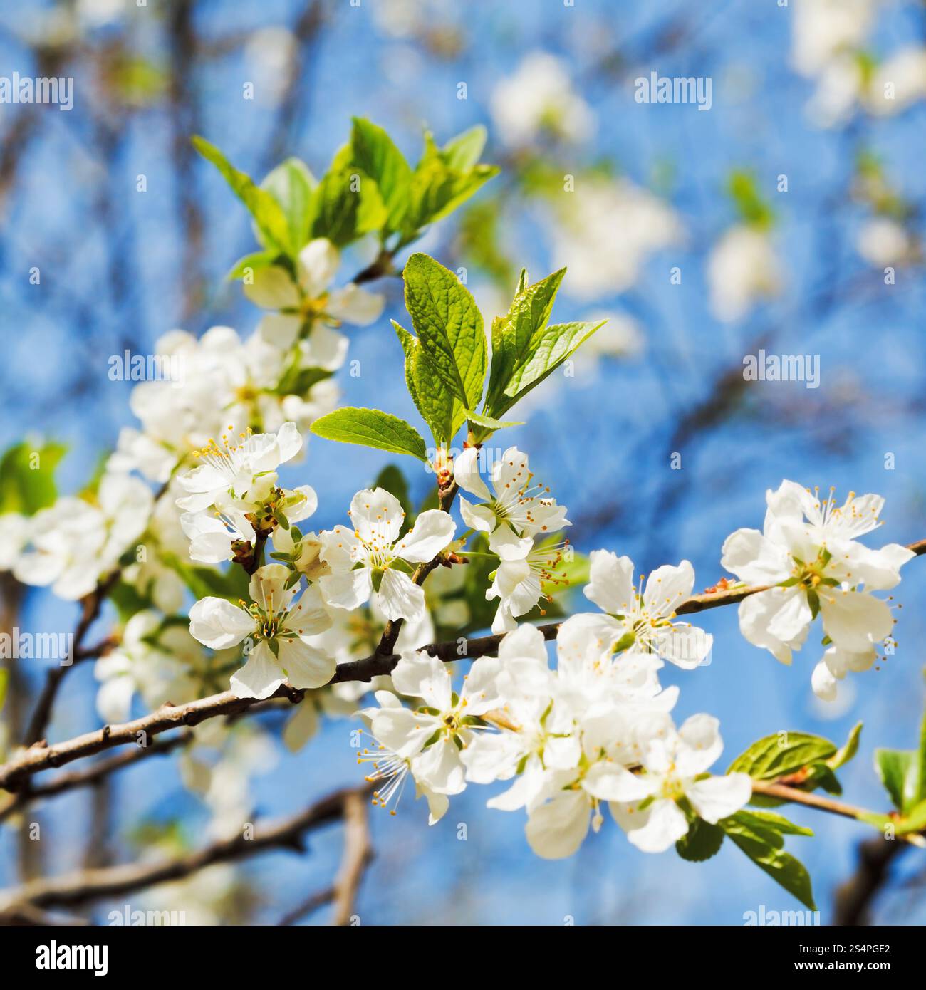 Spring day cherry blossoms hi-res stock photography and images - Alamy