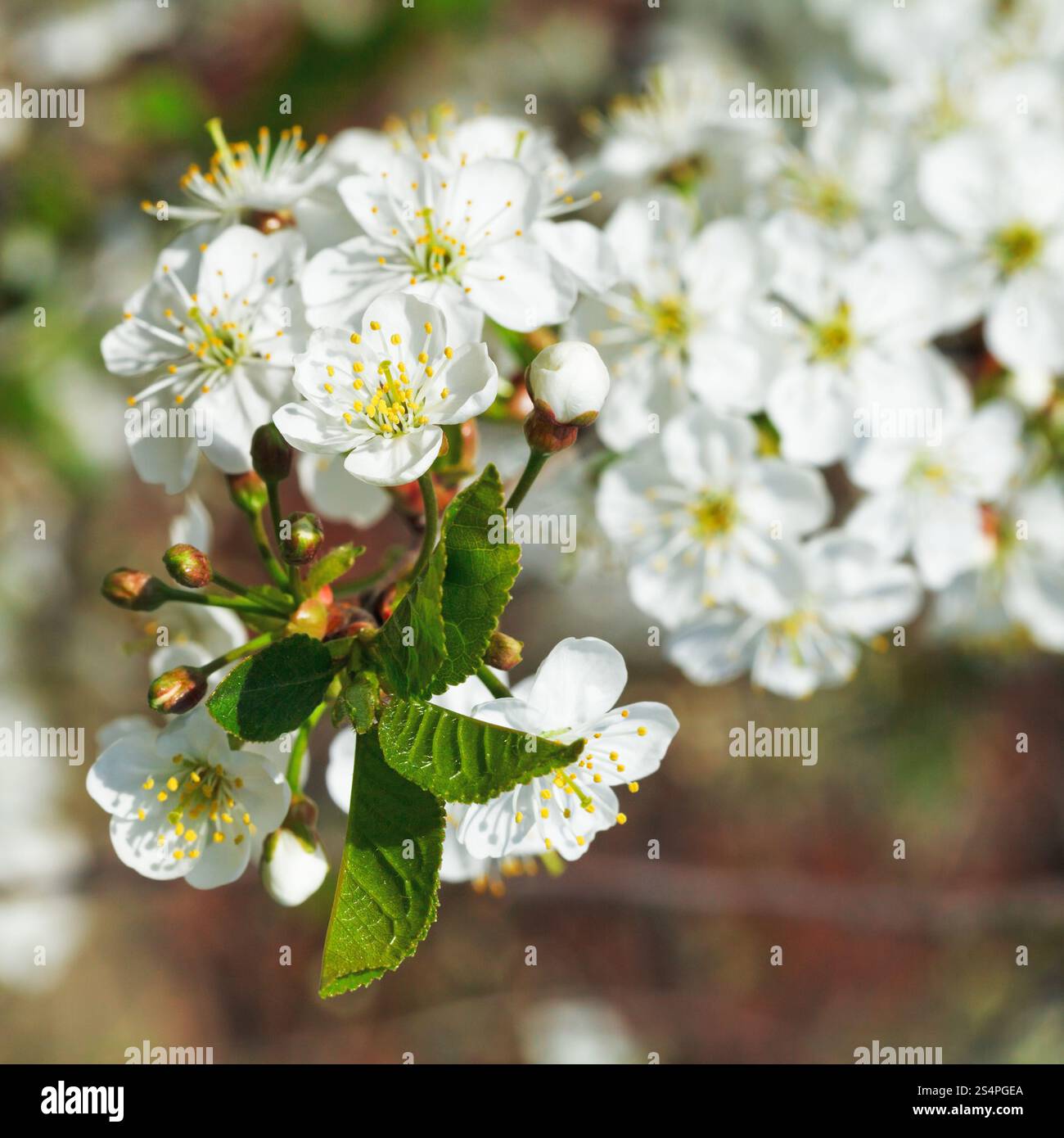 Close up sprig flower hi-res stock photography and images - Alamy