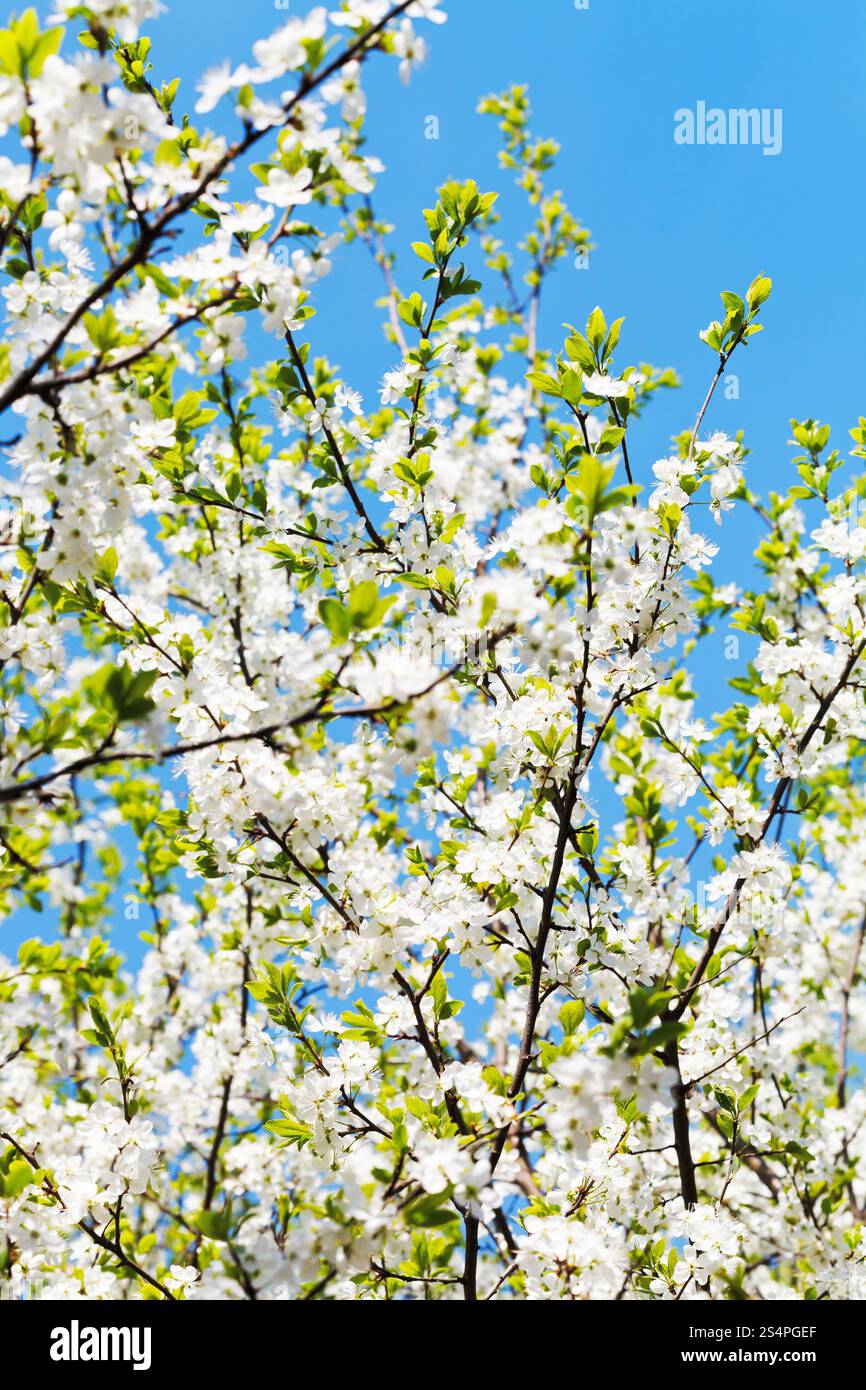 white blooming cherry tree crown on blue sky background Stock Photo - Alamy