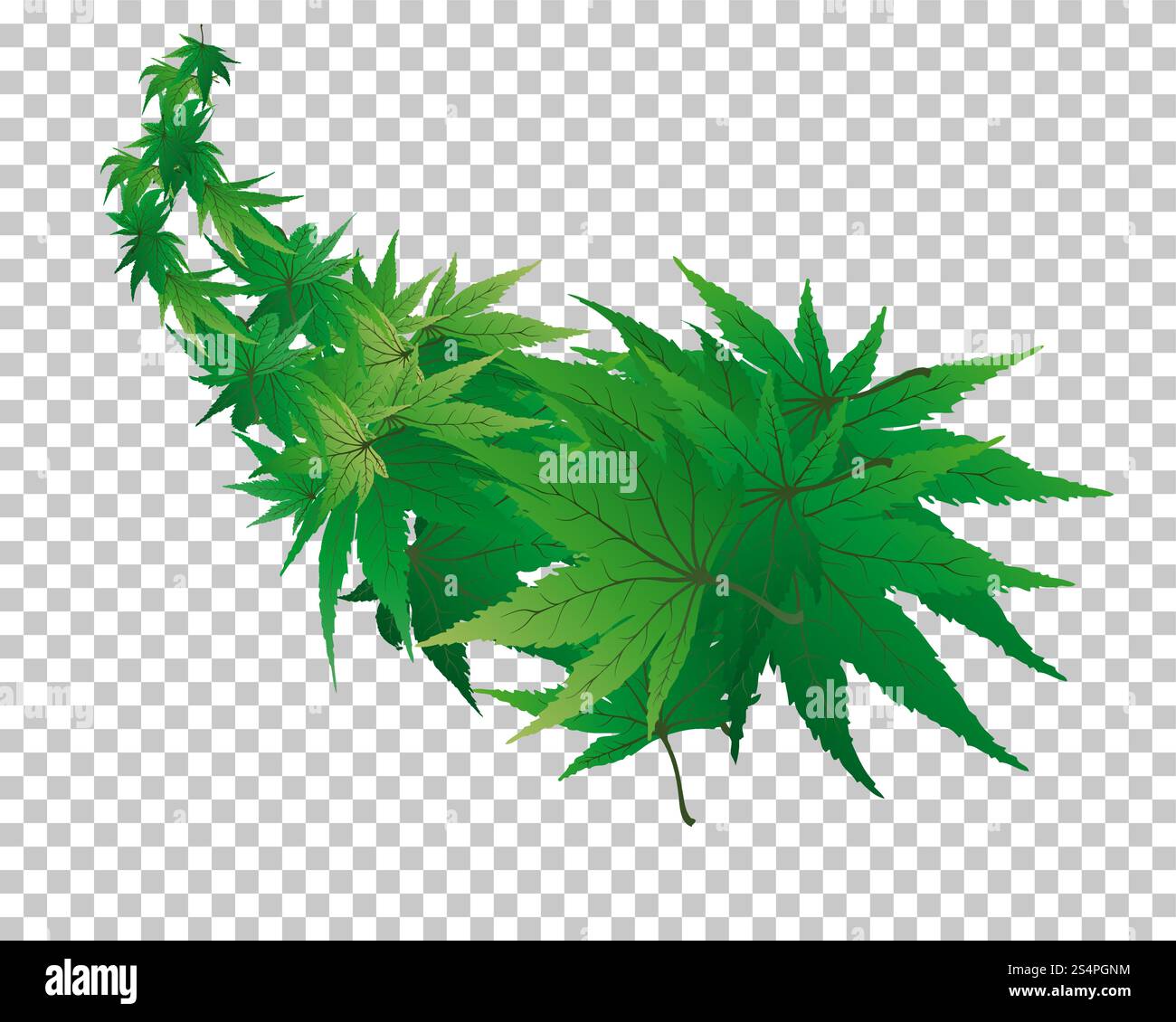 Twisted row of maples leaves with transparency grid on back. Vector ...