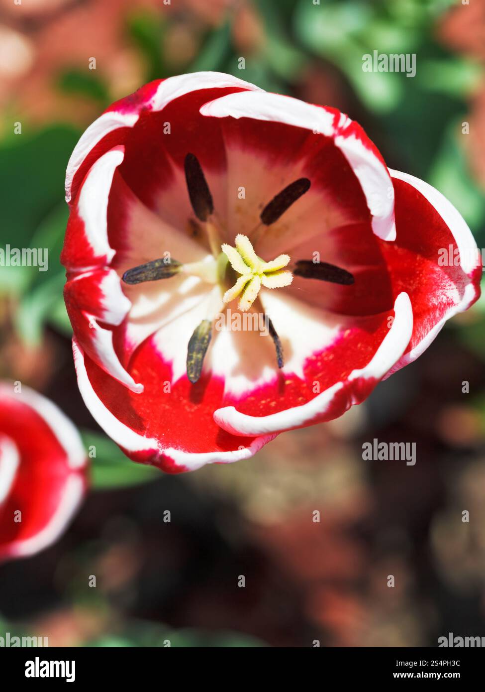 Tulip top view hi-res stock photography and images - Alamy
