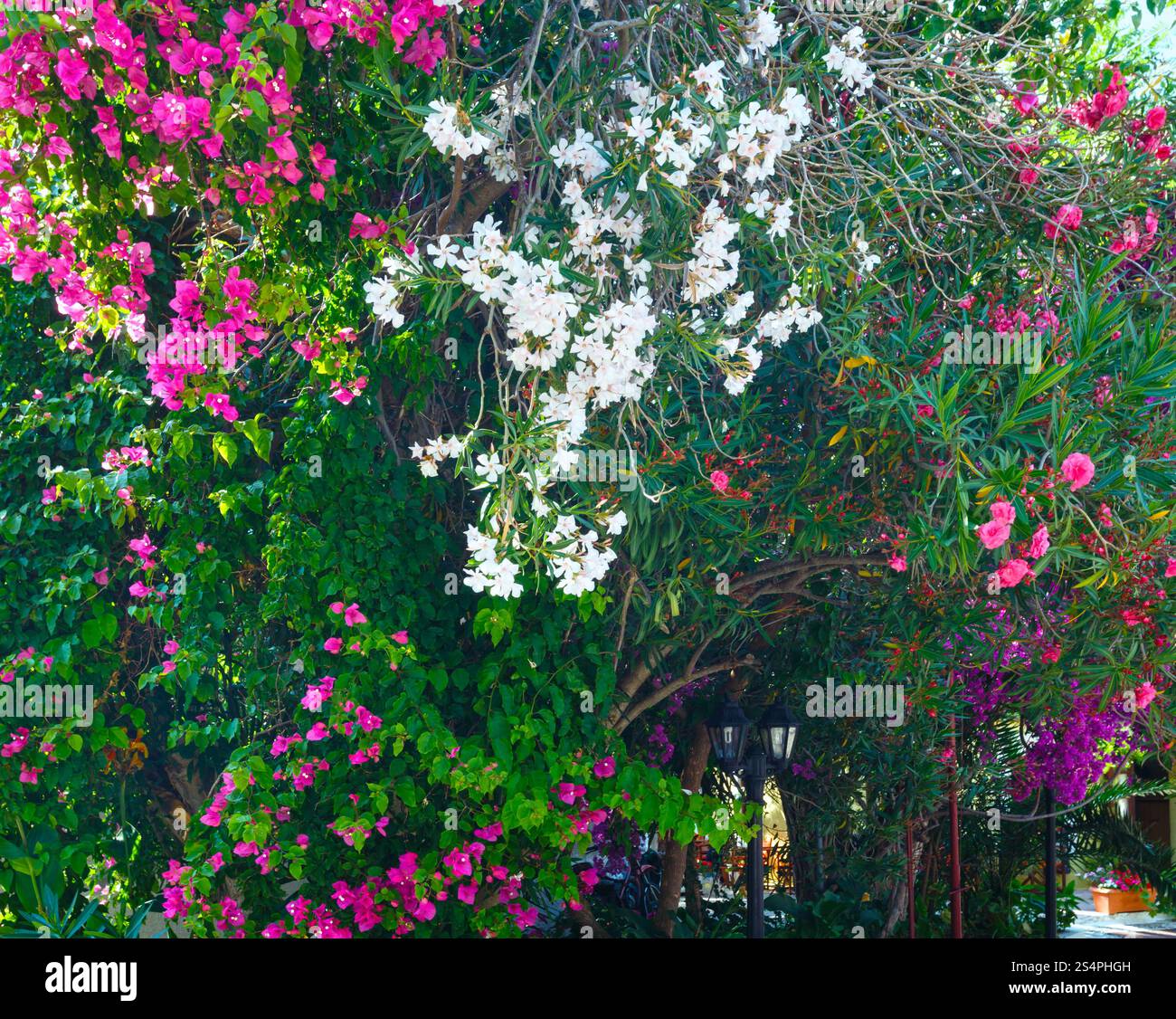 Flowering trees with varicolored flowers on street Stock Photo - Alamy