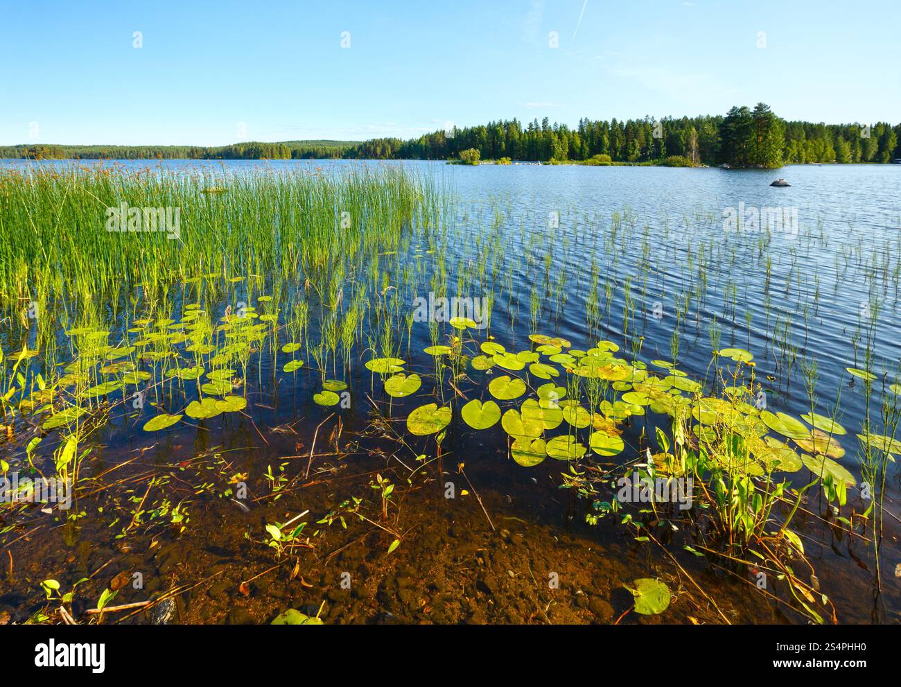 Lake summer view with forest on the edge ( Finland Stock Photo - Alamy