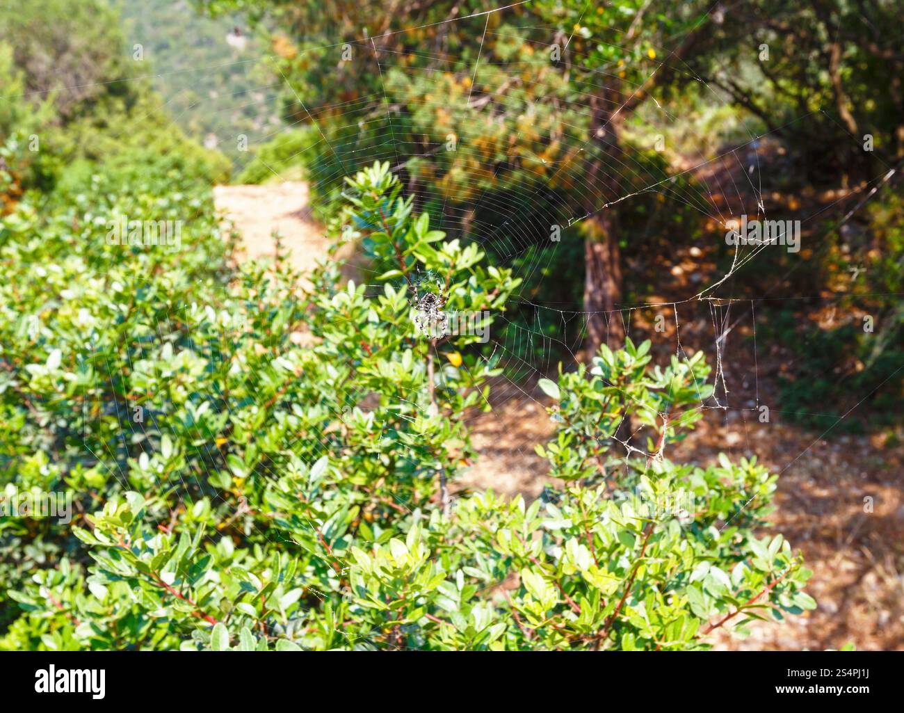 Cobweb tree hi-res stock photography and images - Alamy