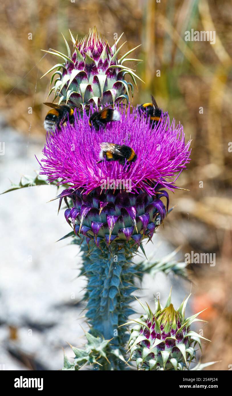 Two bees on a flower weeds (closeup Stock Photo - Alamy