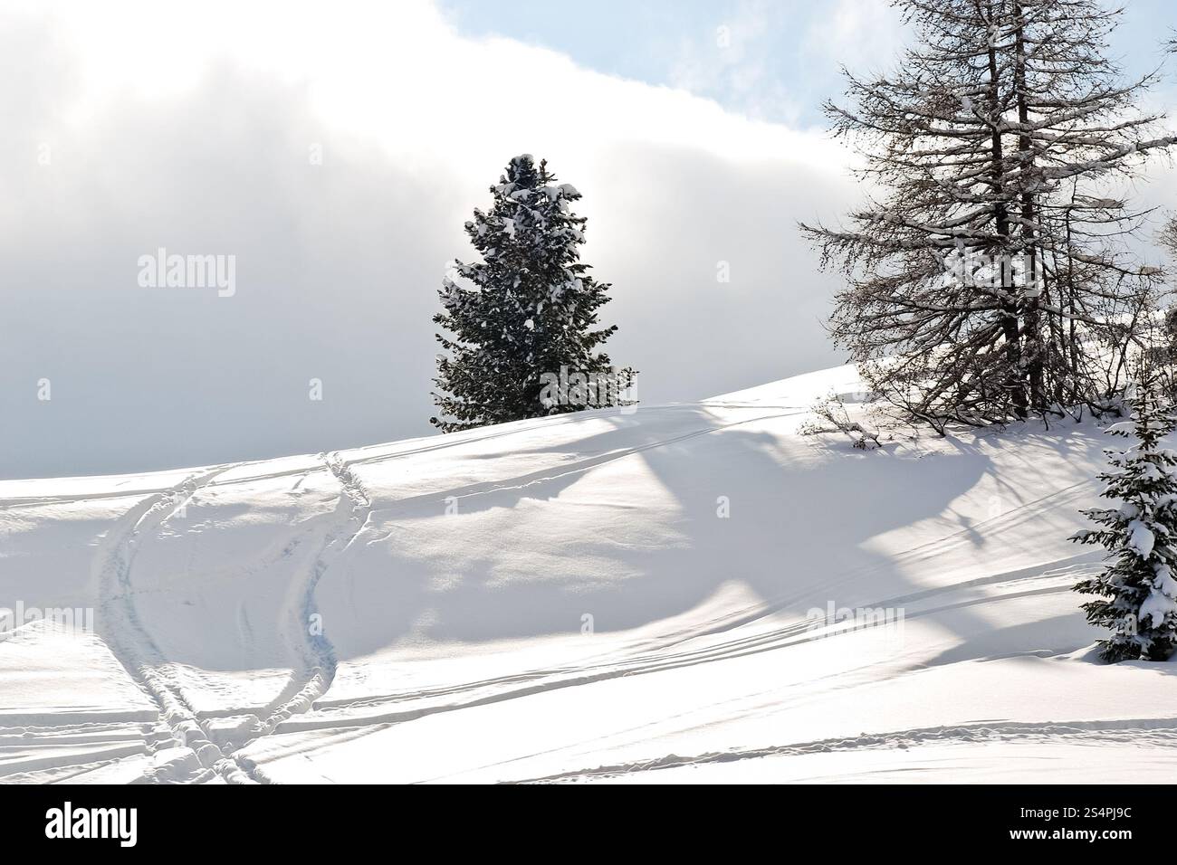 ski run around fir tree on snow mountain in Val Gardena, Dolomites ...