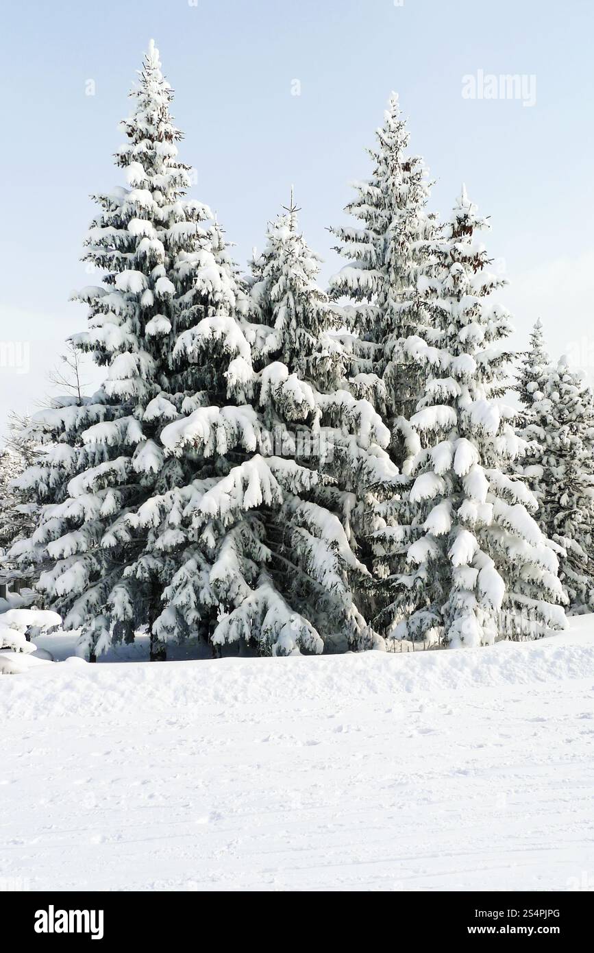 snowbound fir trees near ski run in skiing area Via Lattea (Milky Way ...