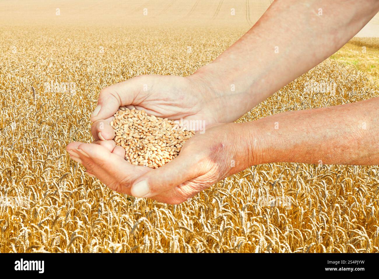 rustic worker hands hold handful with seeds on wheat field background ...