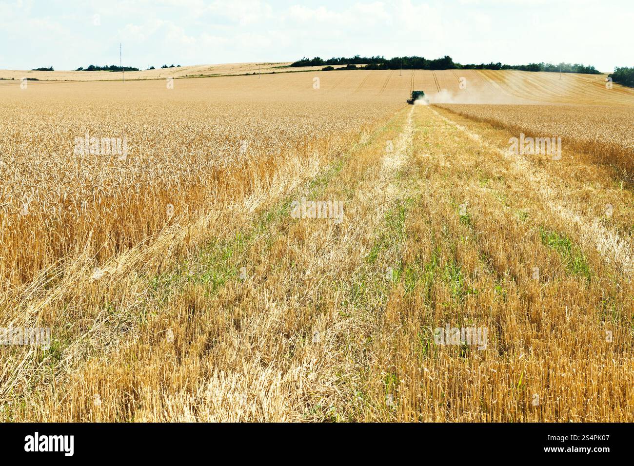 harvested part in wheat plantation in summer day Stock Photo - Alamy